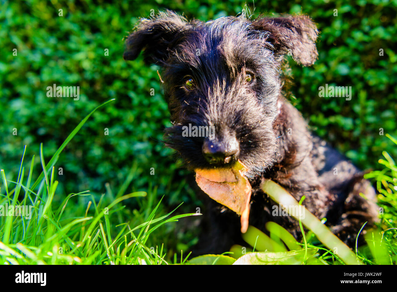 Scottish terrier puppy dog hi-res stock photography and images - Alamy