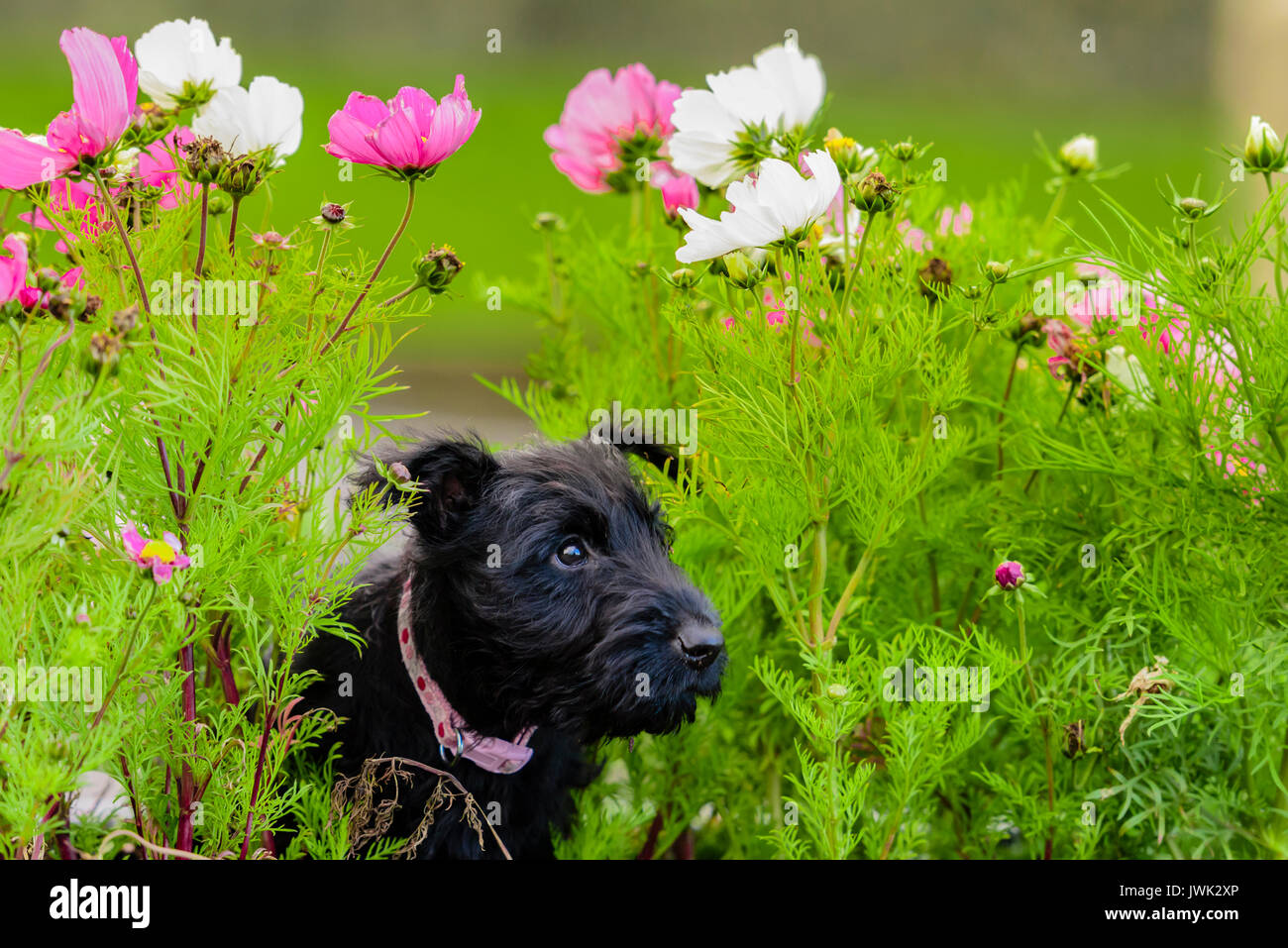 Scottish terrier puppy hi-res stock photography and images - Alamy