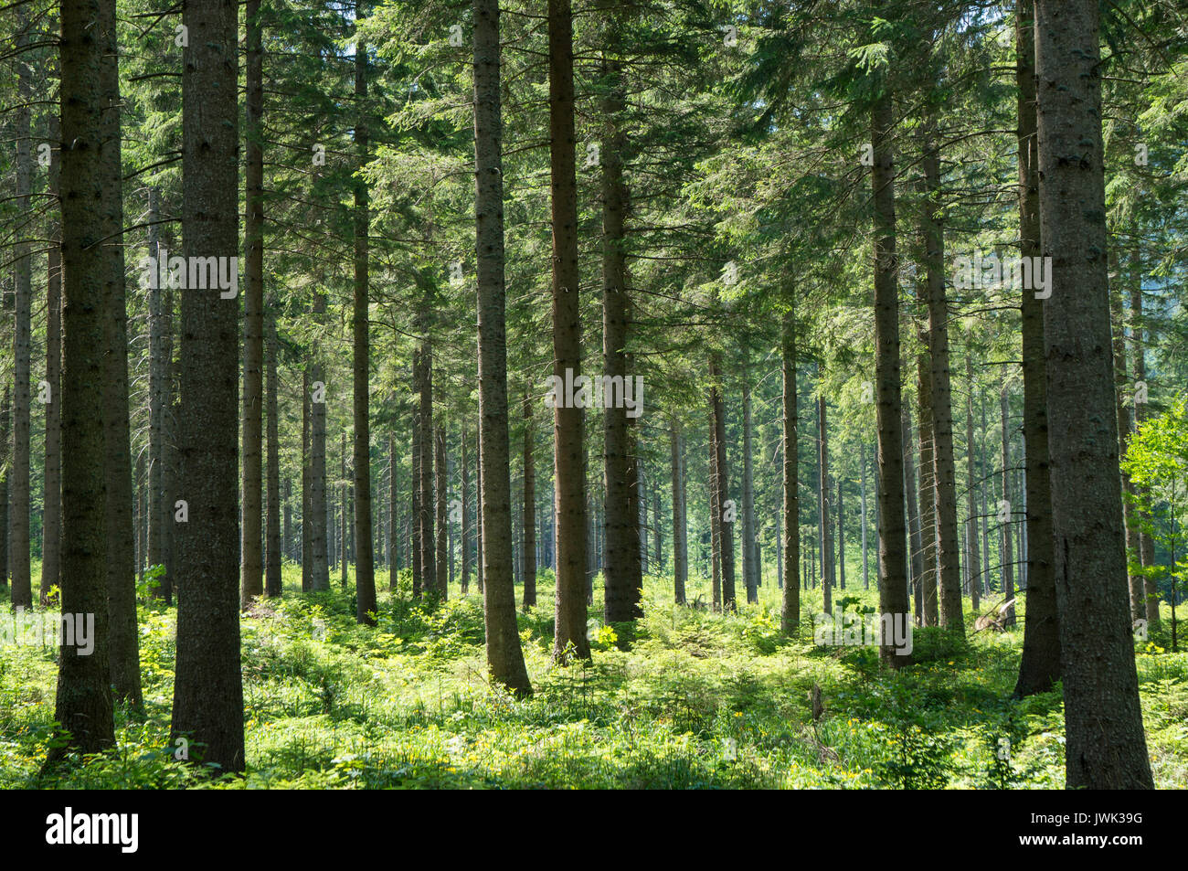 Coniferous forest in the Austrian Alps Stock Photo - Alamy