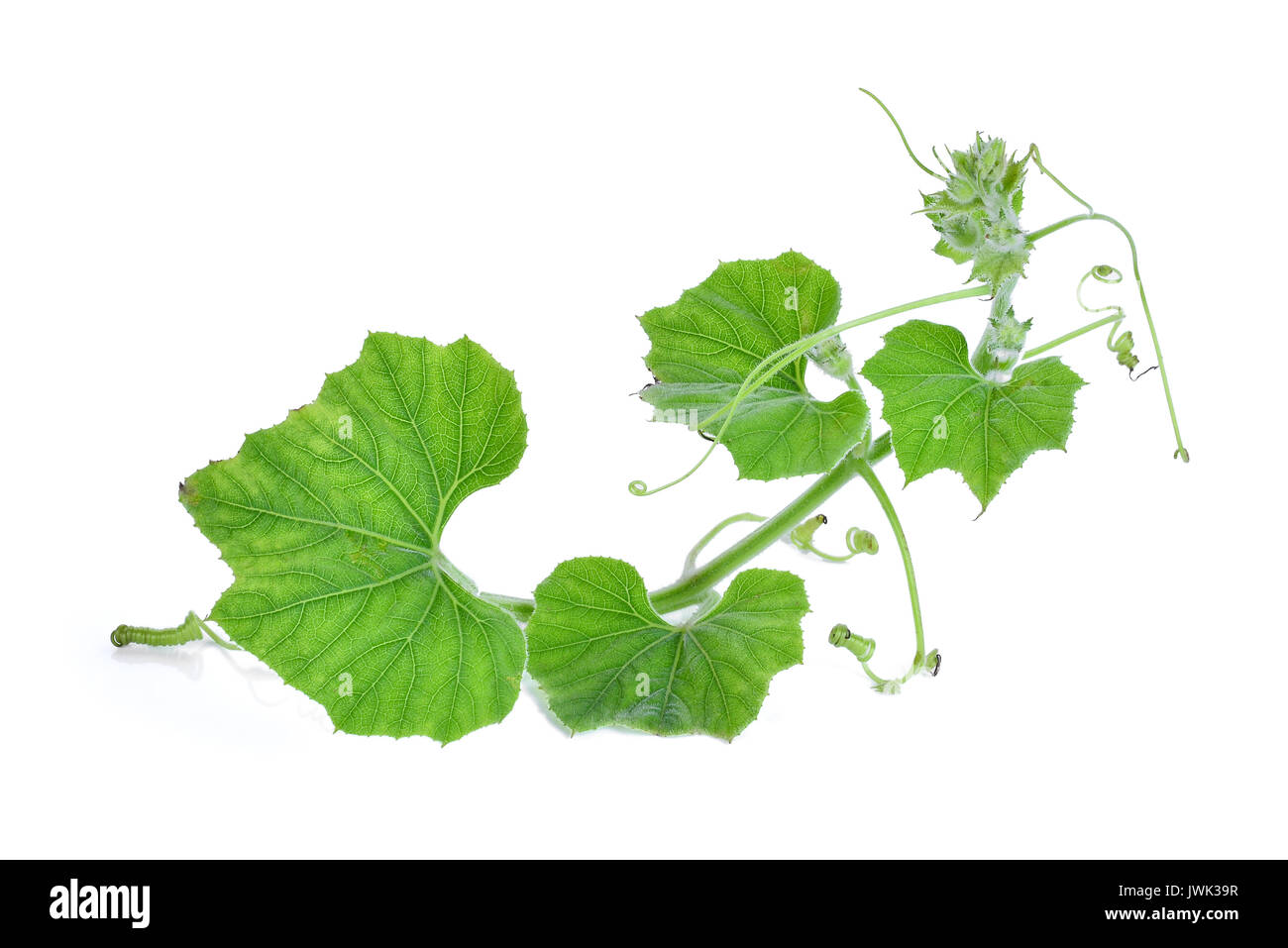 branch of pumpkin leaf isolated on white background Stock Photo - Alamy