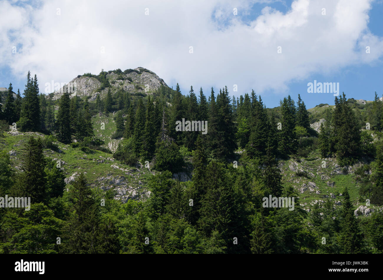 Forest covered mountains in southern Austria Stock Photo - Alamy