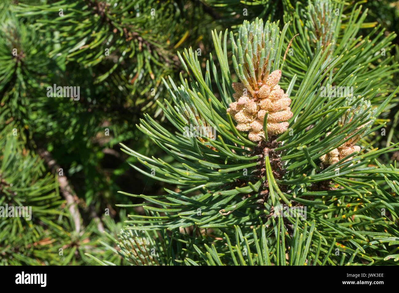 Pine tree pollen female cone hi-res stock photography and images - Alamy