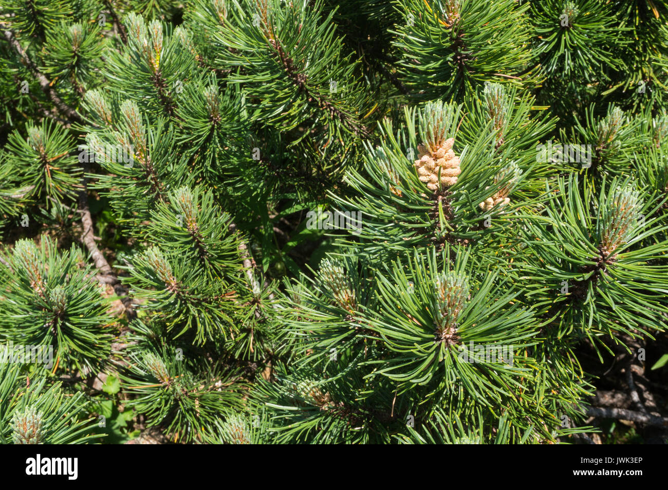 Male female pine cones hi-res stock photography and images - Alamy