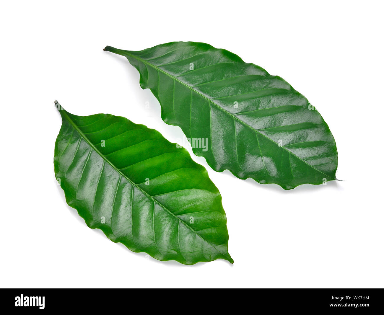 green coffee leaf isolated on white background Stock Photo - Alamy