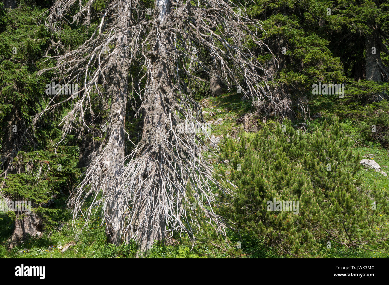Dead tree in the forest Stock Photo - Alamy
