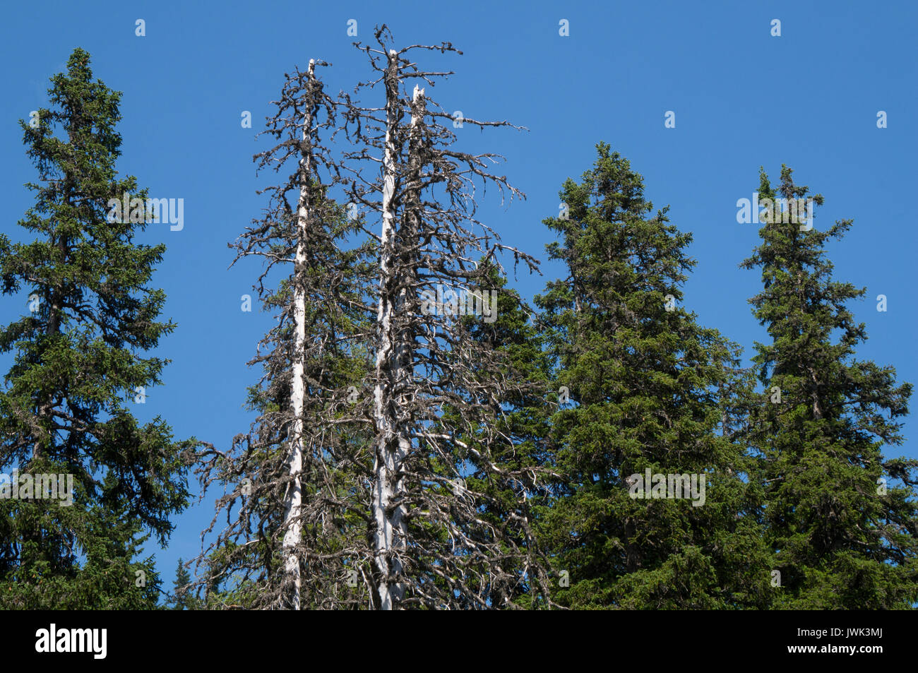 Dead trees in the forest Stock Photo - Alamy