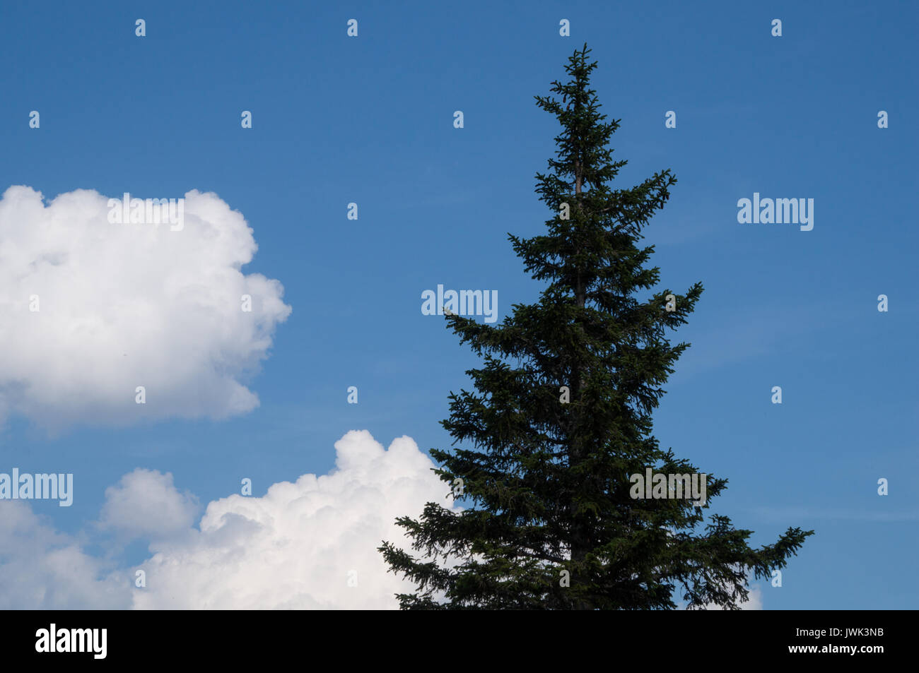 Lonely pine cone hi-res stock photography and images - Alamy