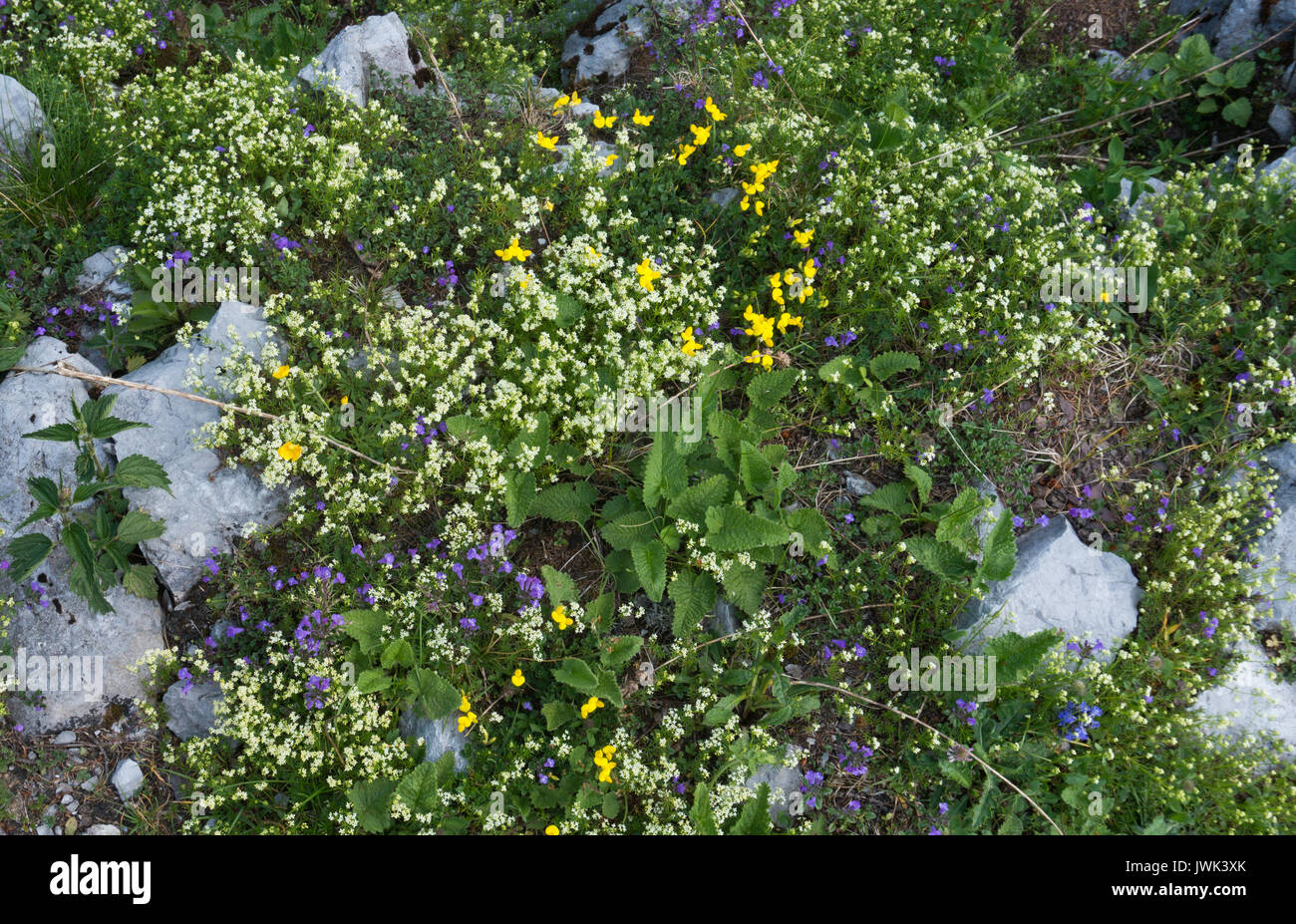Different alpine flowers and plants Stock Photo - Alamy