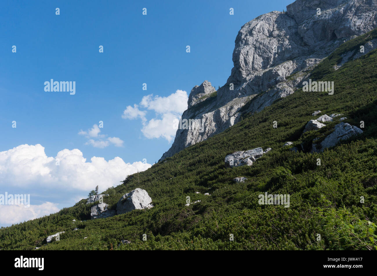 Small alpine shrubs high in the mountains of Austria Stock Photo - Alamy