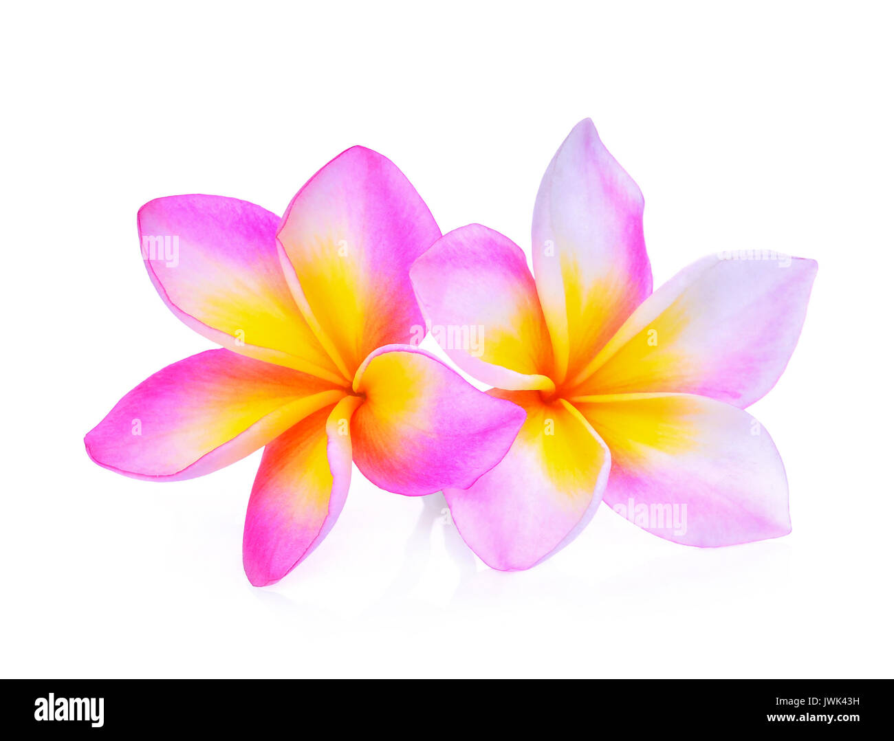 frangipani flowers isolated on white background Stock Photo - Alamy