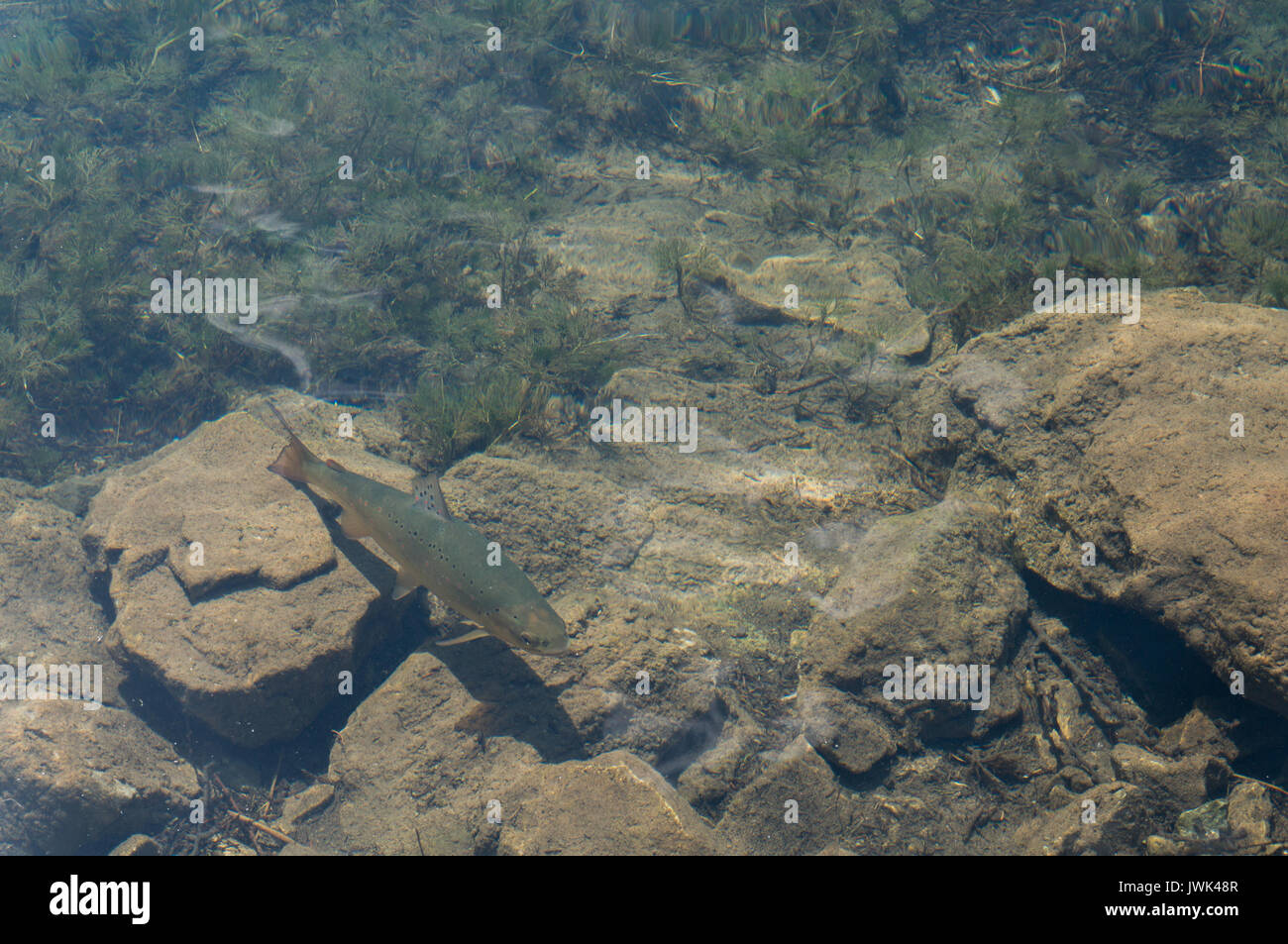 Water surface clear mountain hi-res stock photography and images - Alamy