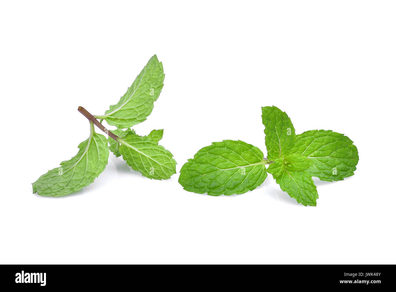 fresh mint leaf isolated on white background Stock Photo - Alamy