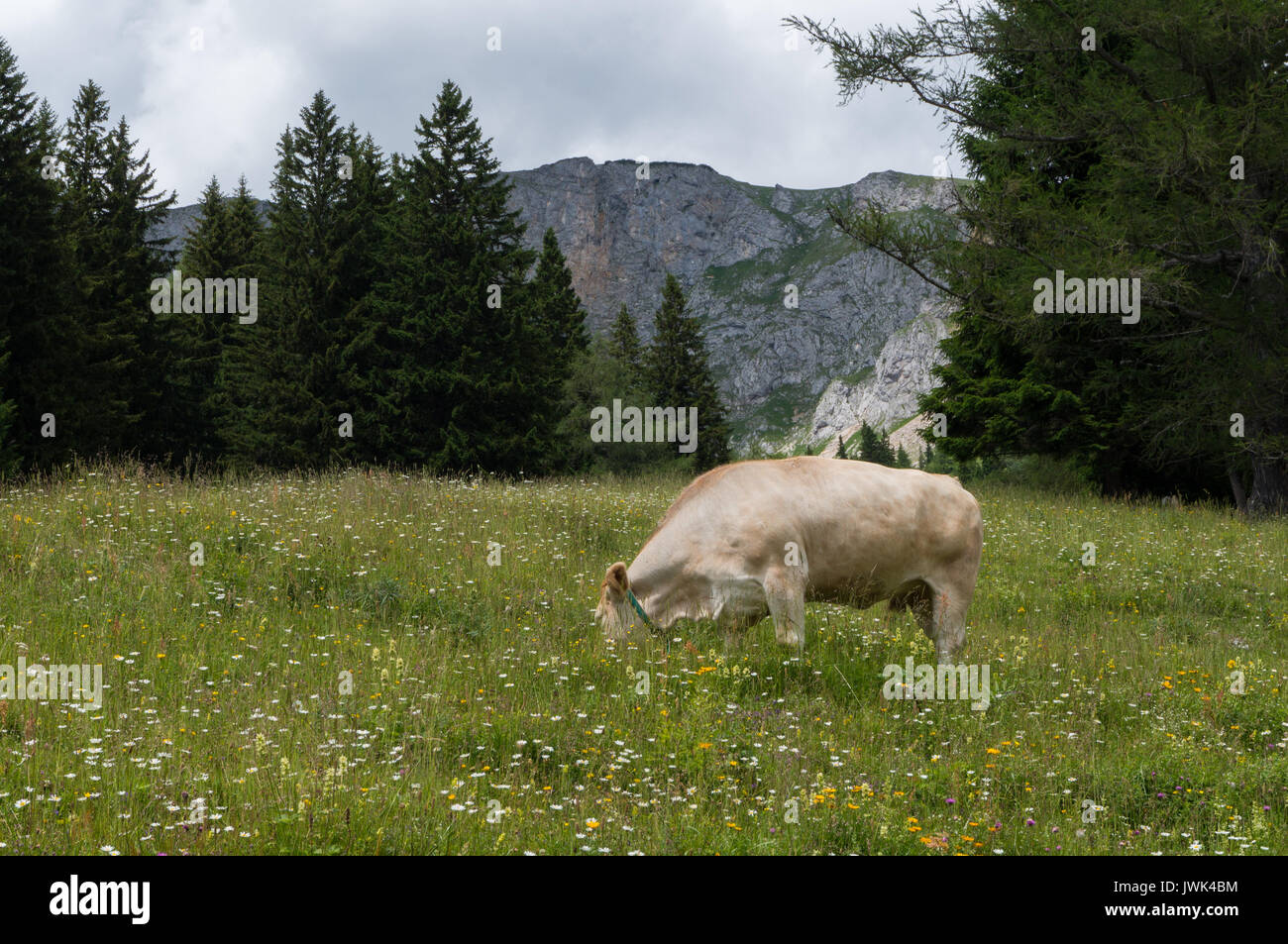Beautiful brown alpine cow grazing hi-res stock photography and images ...