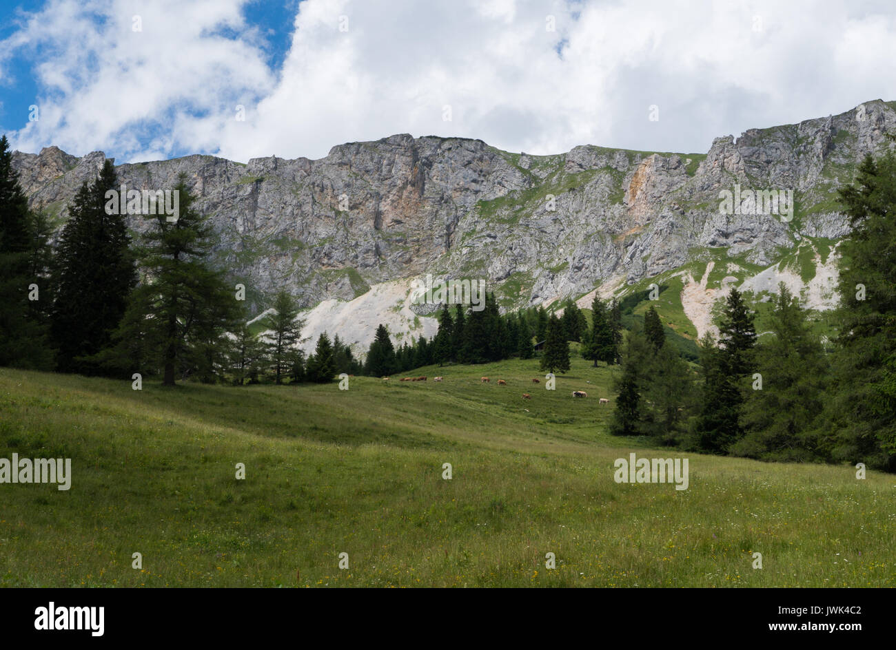 Cattle grazing on an idyllic mountain pasture Stock Photo - Alamy
