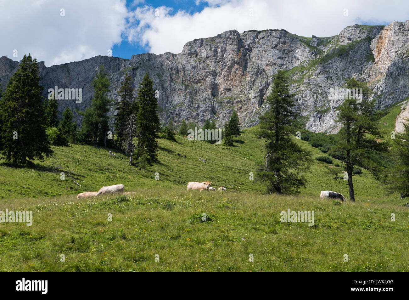 Cattle grazing on an idyllic mountain pasture Stock Photo - Alamy
