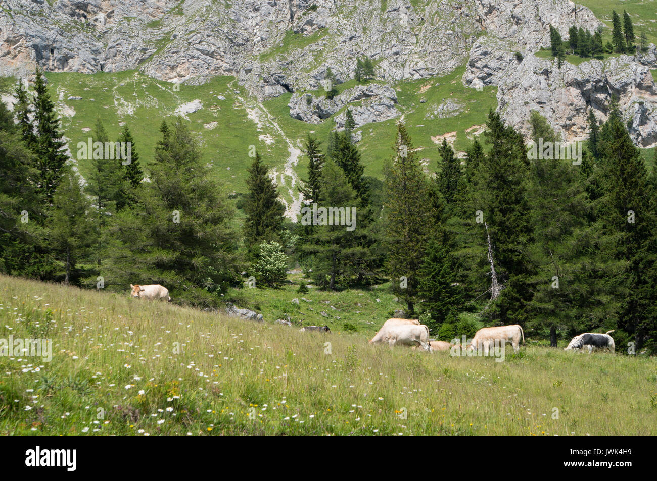 Rocks alps cows flower hi-res stock photography and images - Alamy