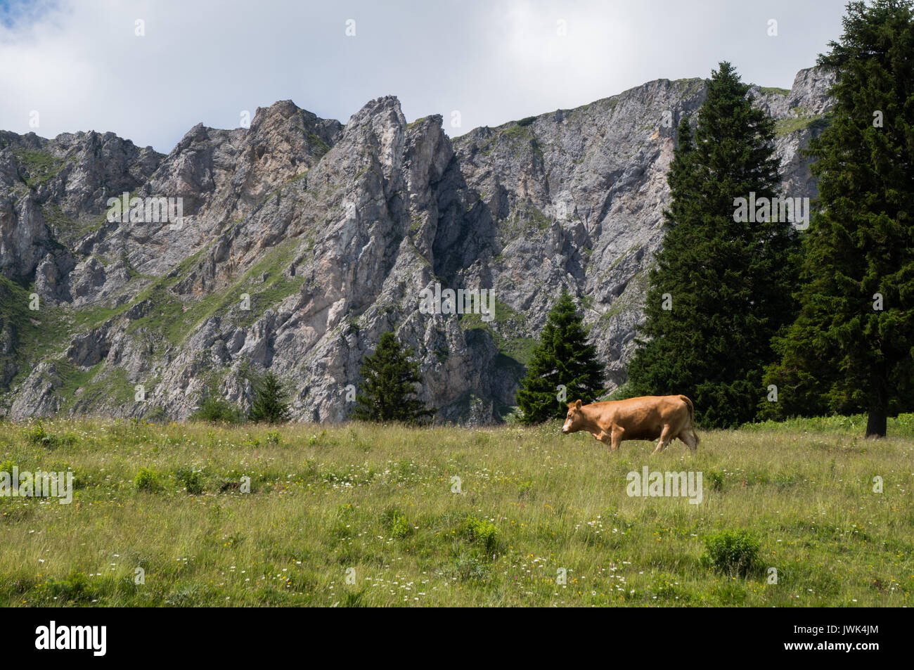 A cow walking along a mountain path Stock Photo - Alamy
