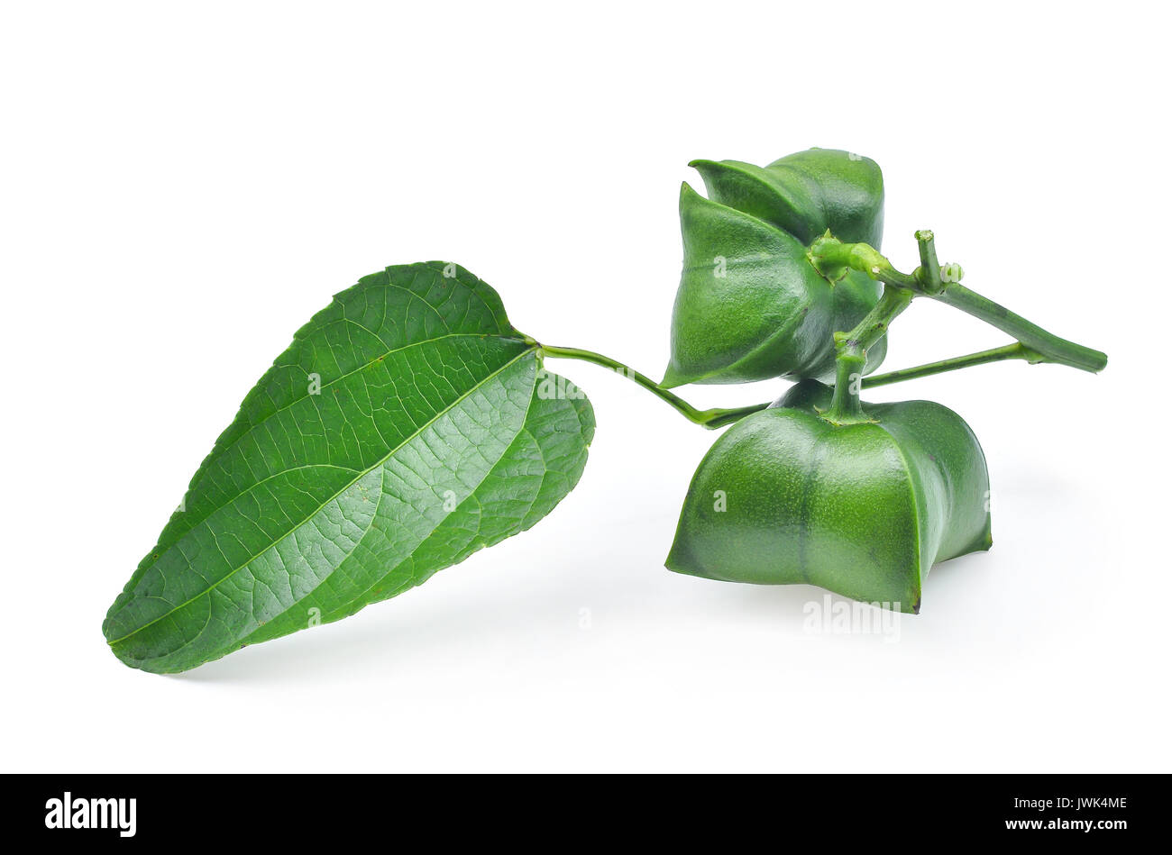 Sacha inchi plant Cut Out Stock Images & Pictures - Alamy