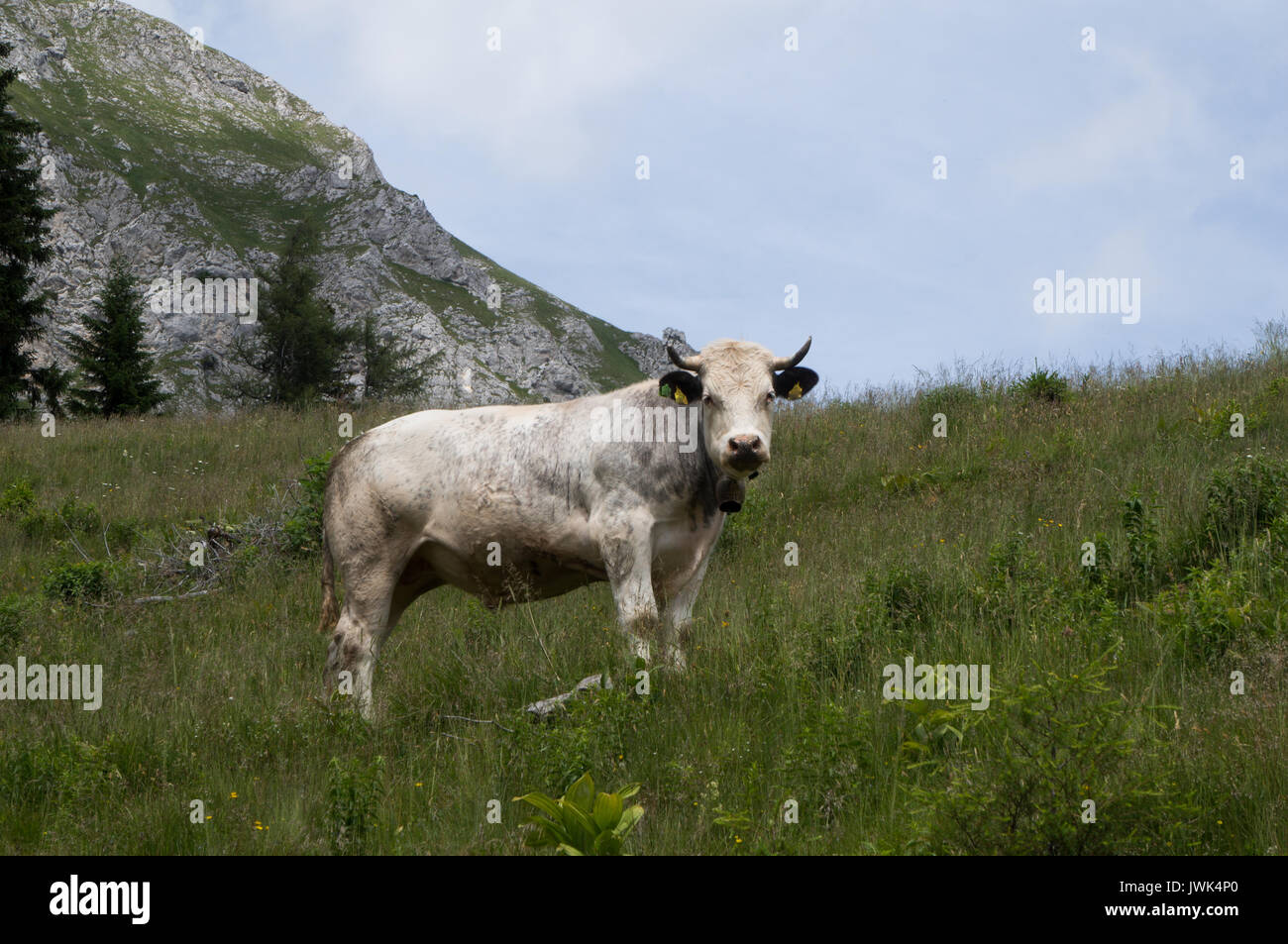 Austrian cows hi-res stock photography and images - Alamy