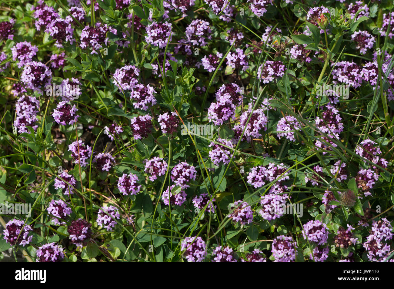 Small violet alpine flowers Stock Photo - Alamy