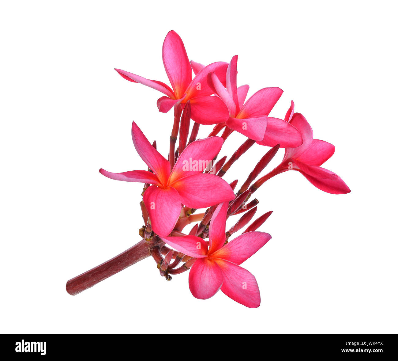 red frangipani isolated on white background Stock Photo - Alamy