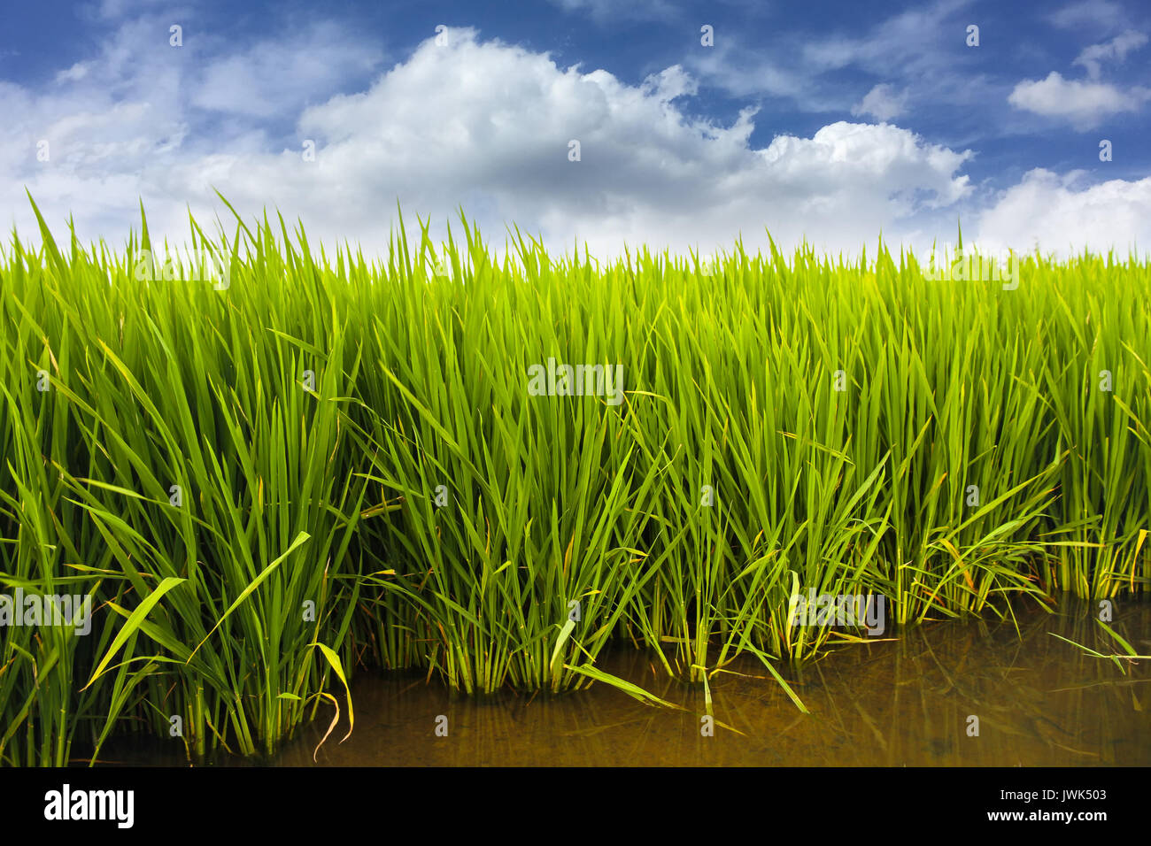 Green rice paddy field plantation in Asia against a beautiful blue sky ...
