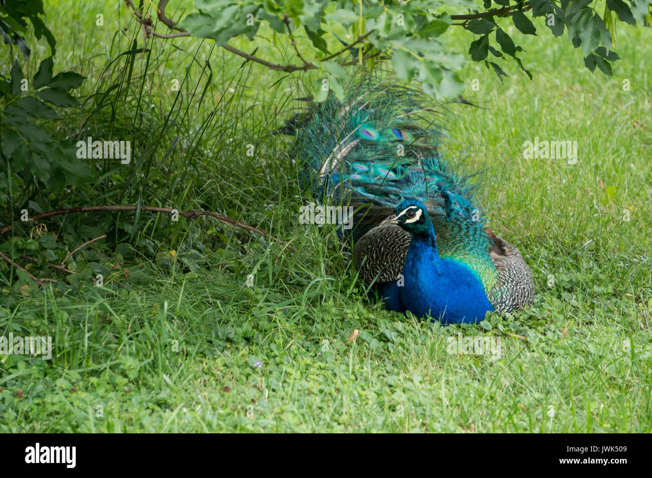 Peacock resting under a tree Stock Photo - Alamy