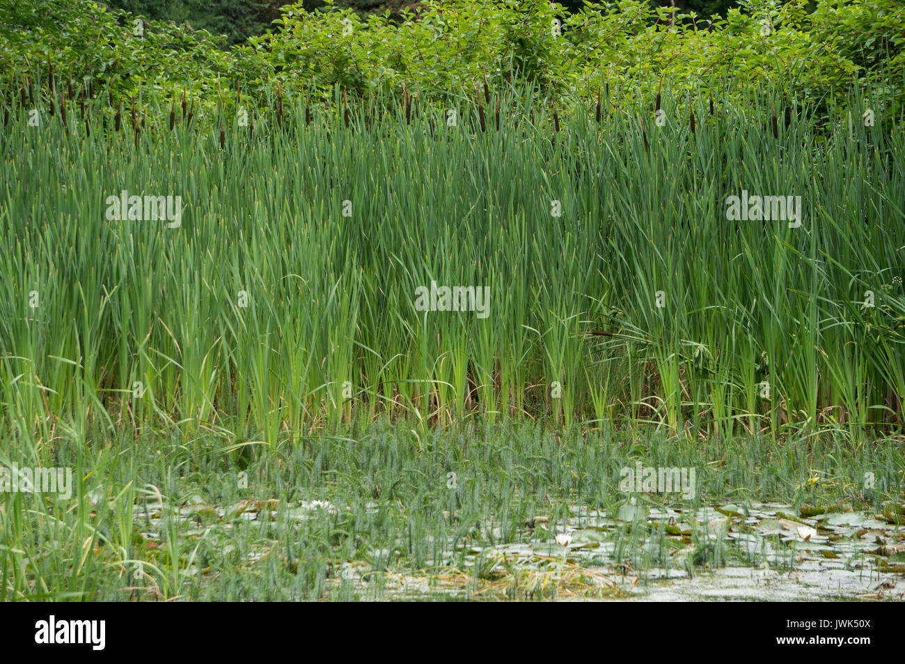 Reed rush bed hi-res stock photography and images - Alamy