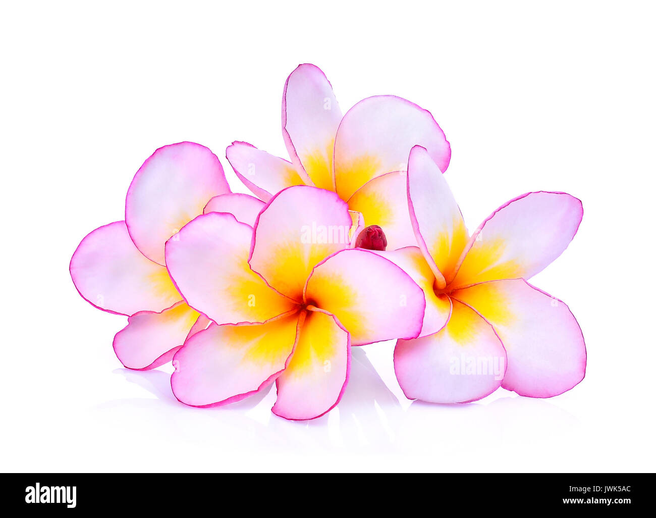 Frangipani garden Cut Out Stock Images & Pictures - Alamy