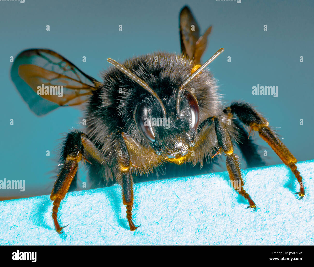 Red Tailed Bumble Bee Stock Photos & Red Tailed Bumble Bee Stock Images ...