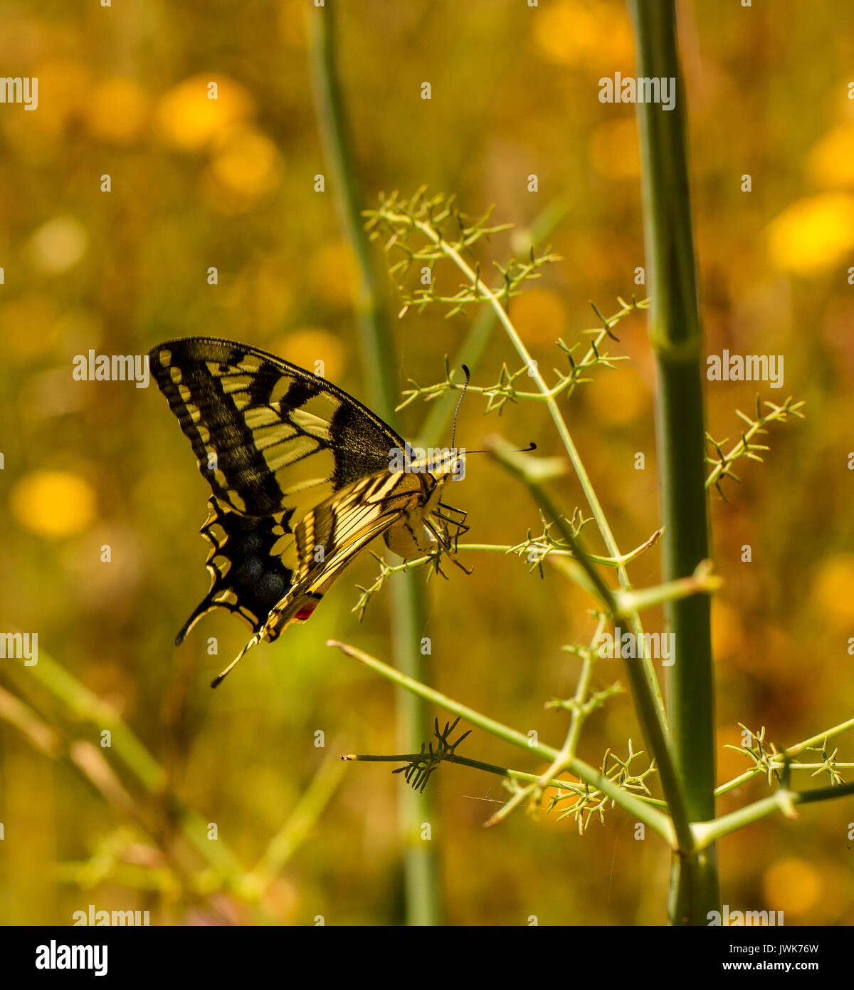 Common swallowtail hi-res stock photography and images - Alamy