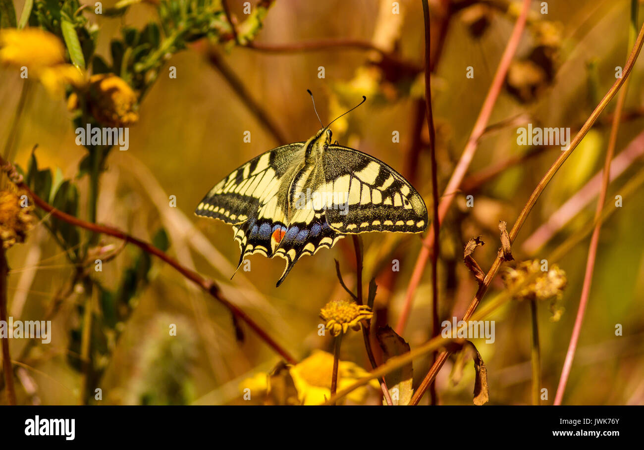 Common swallowtail hi-res stock photography and images - Alamy