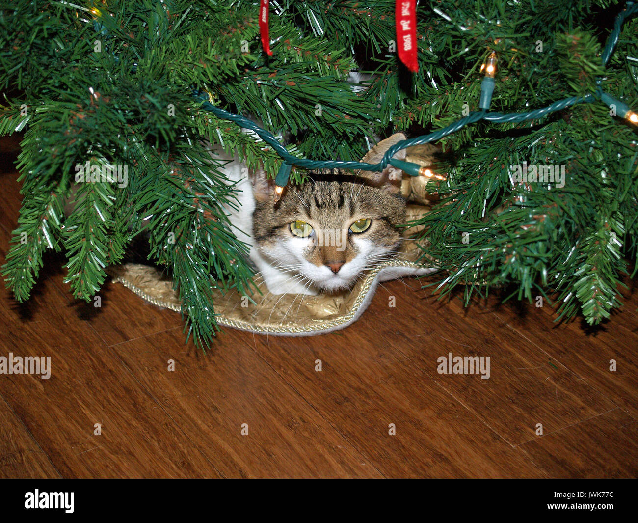 Christmas cat under tree Stock Photo - Alamy