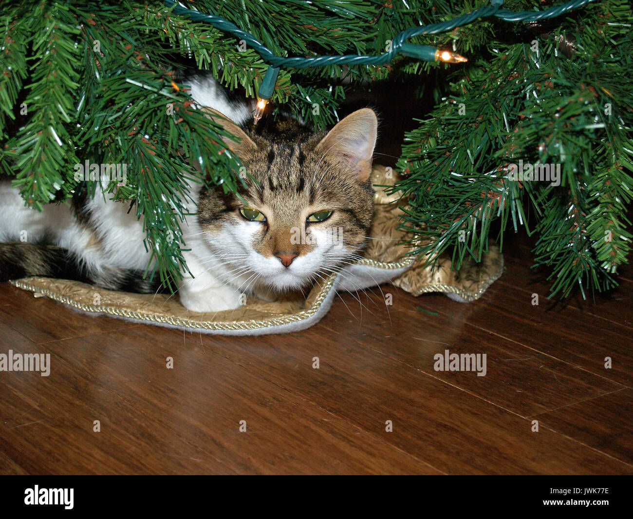 Christmas cat under tree Stock Photo - Alamy