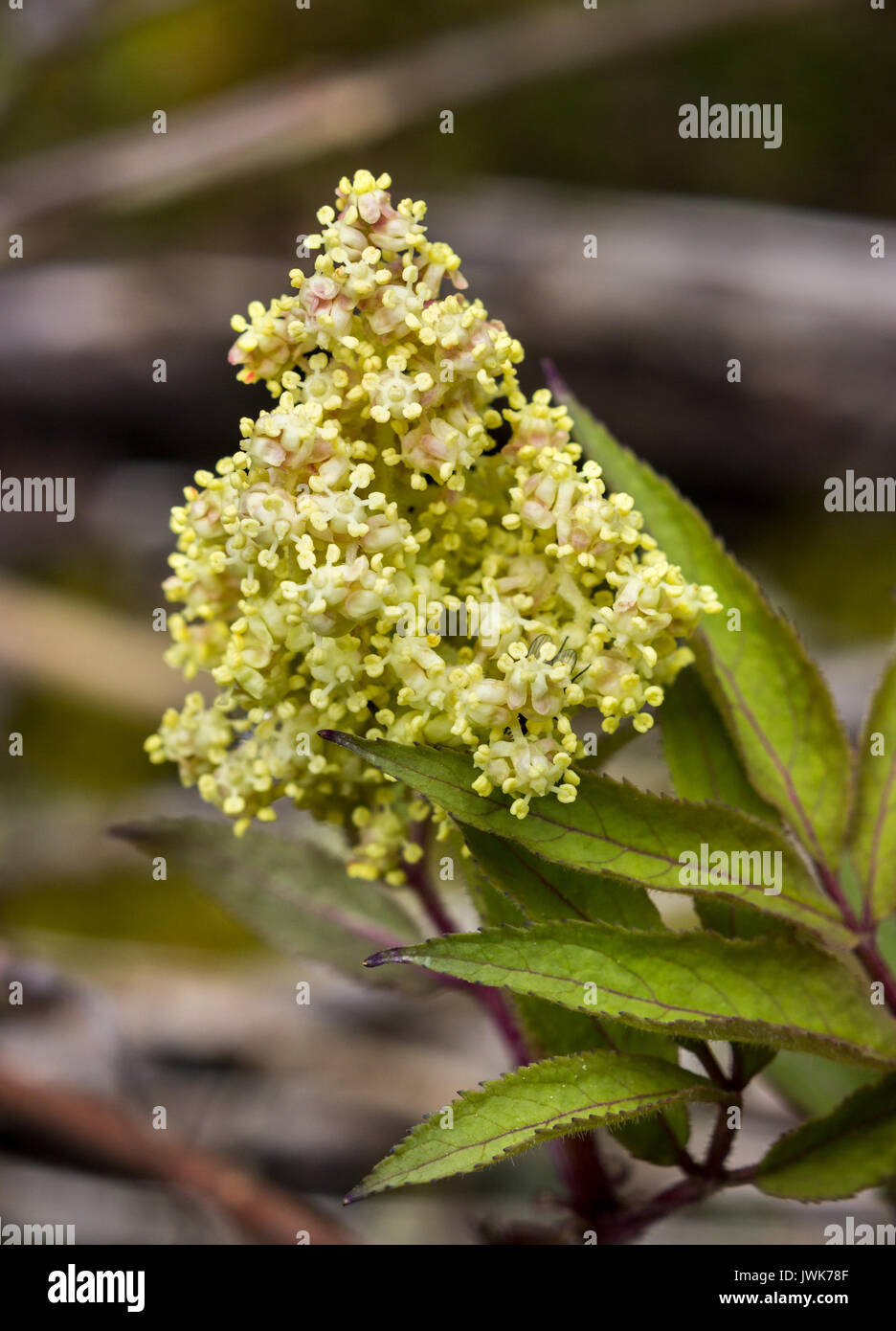 Flowering elderberry hi-res stock photography and images - Alamy