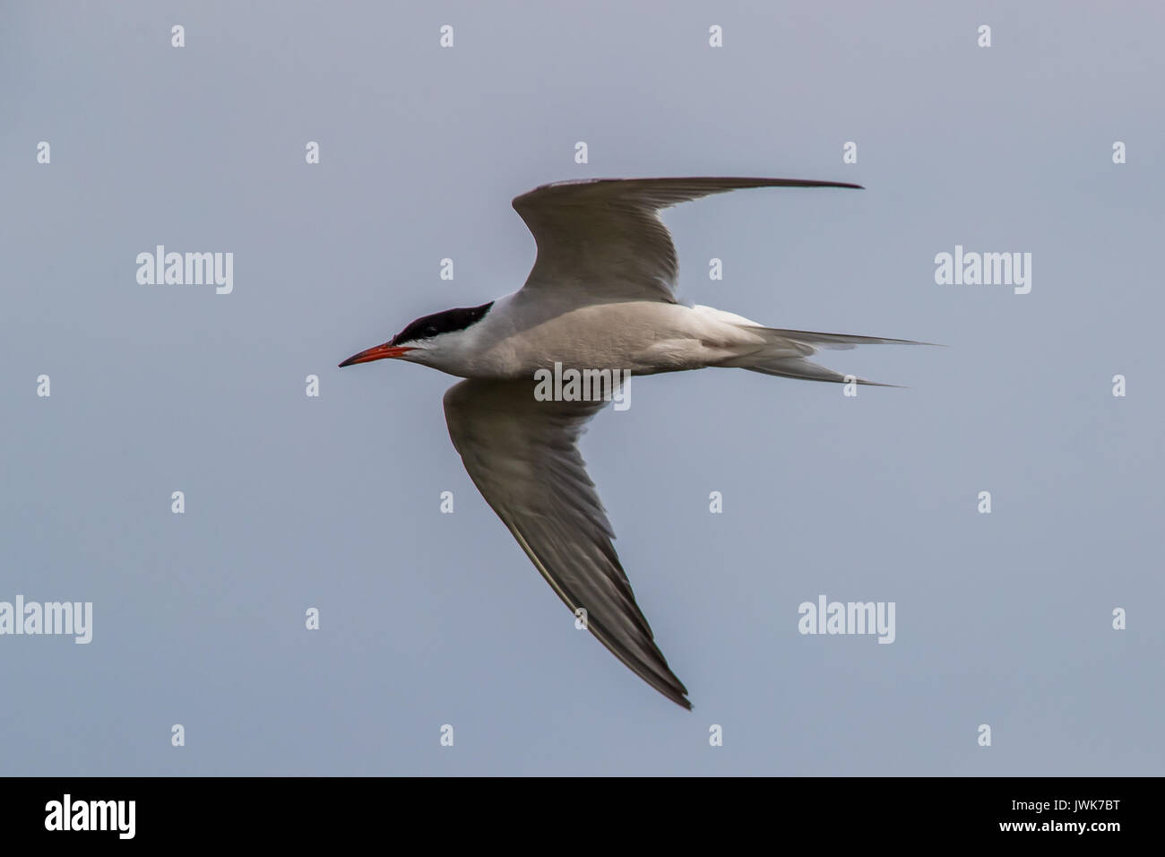 Common tern bird hi-res stock photography and images - Alamy