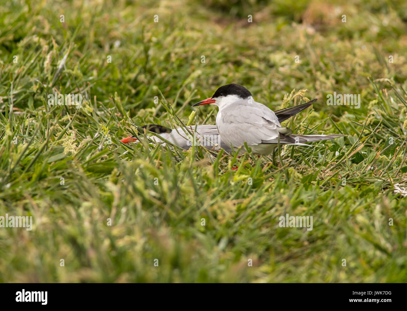Red cap bird hi-res stock photography and images - Alamy