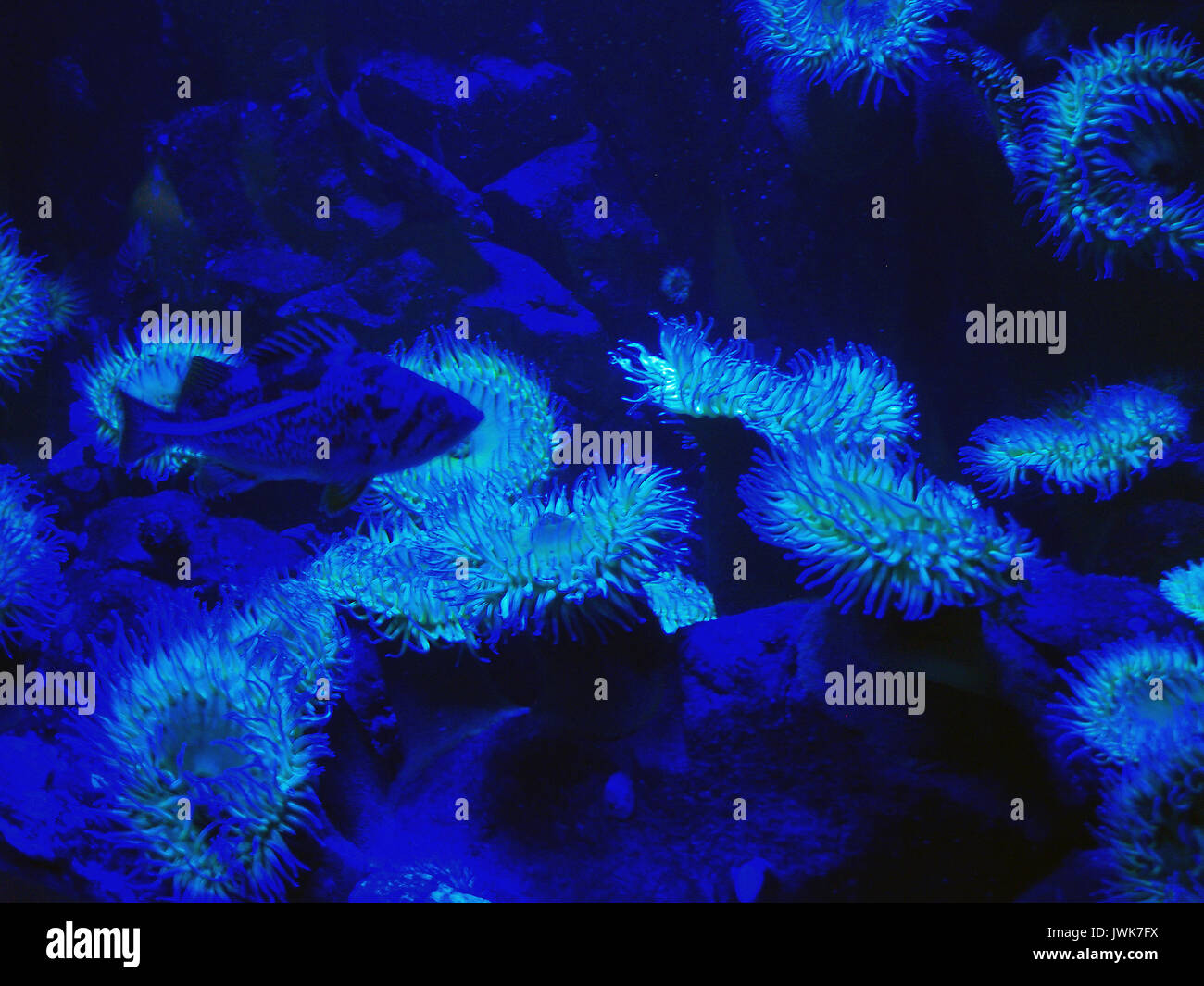 Sea anemone under blue light Stock Photo - Alamy