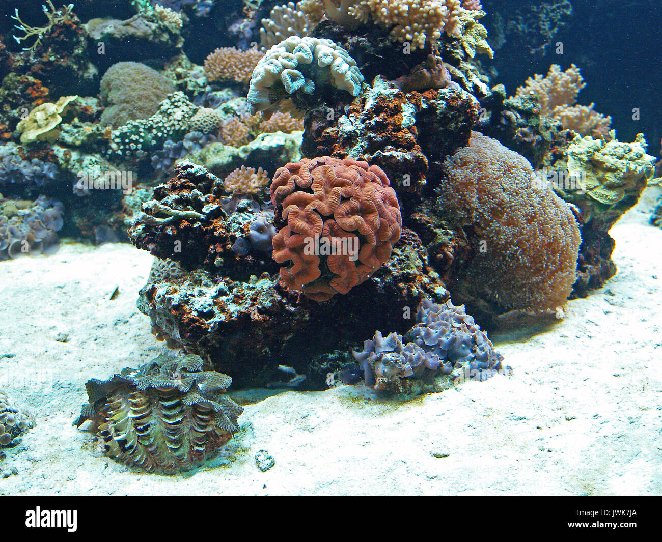 Brain coral reefs hi-res stock photography and images - Alamy