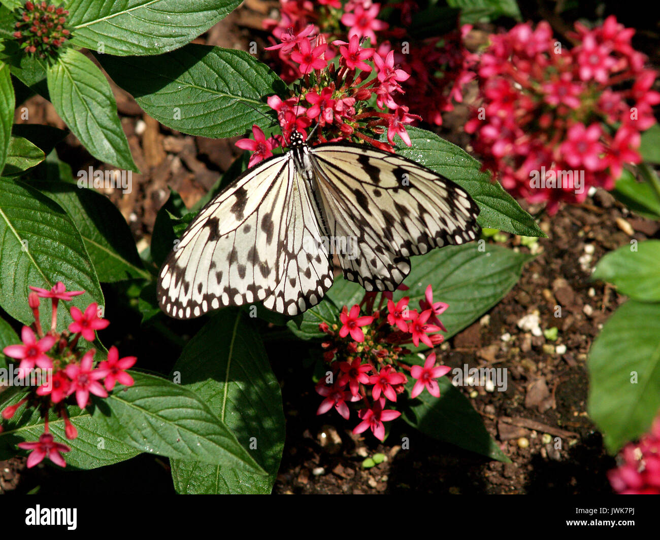 Rice paper butterfly hi-res stock photography and images - Alamy