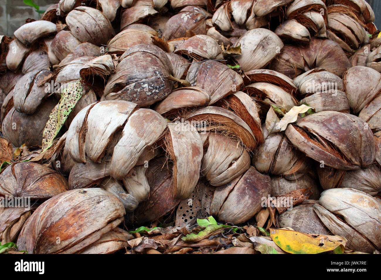 Tender shell hi-res stock photography and images - Alamy