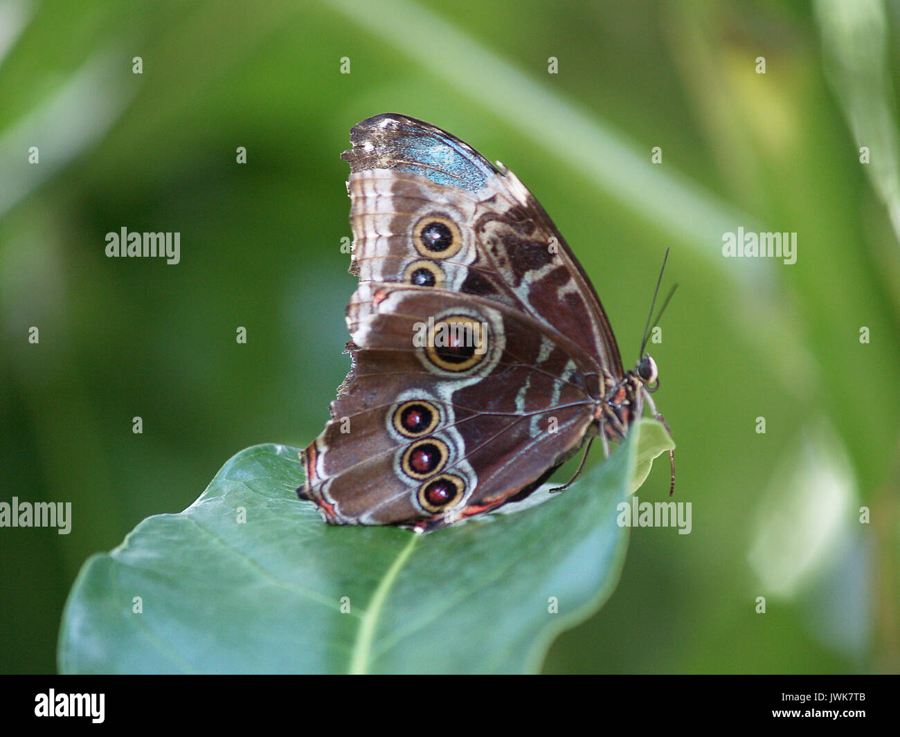 Peleides blue morpho underside hi-res stock photography and images - Alamy