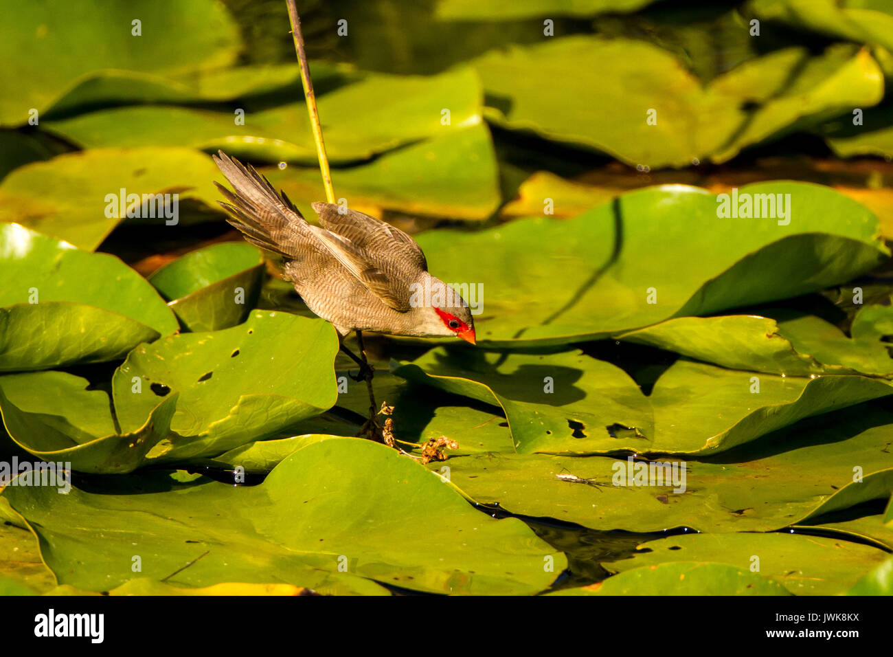Common waxbill hi-res stock photography and images - Alamy