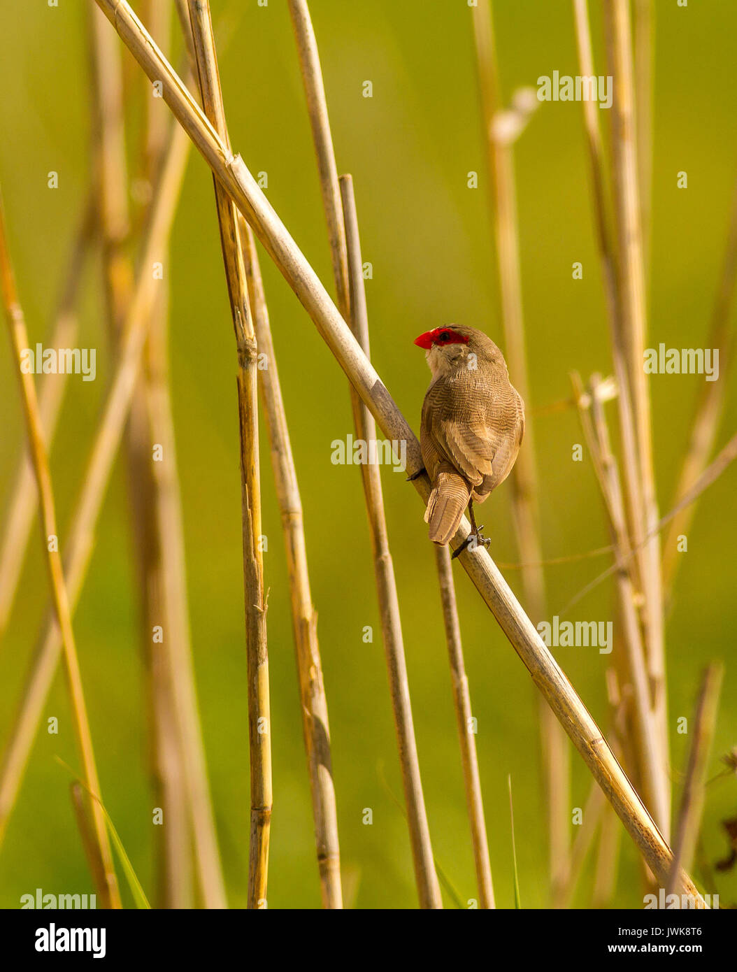 Common waxbill hi-res stock photography and images - Alamy