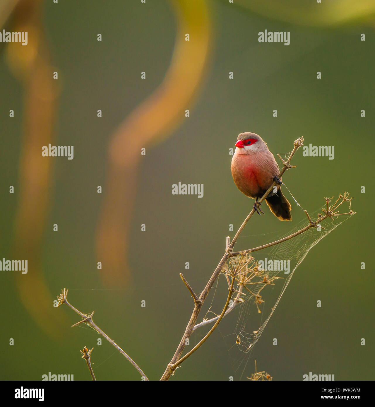 Common waxbill hi-res stock photography and images - Alamy