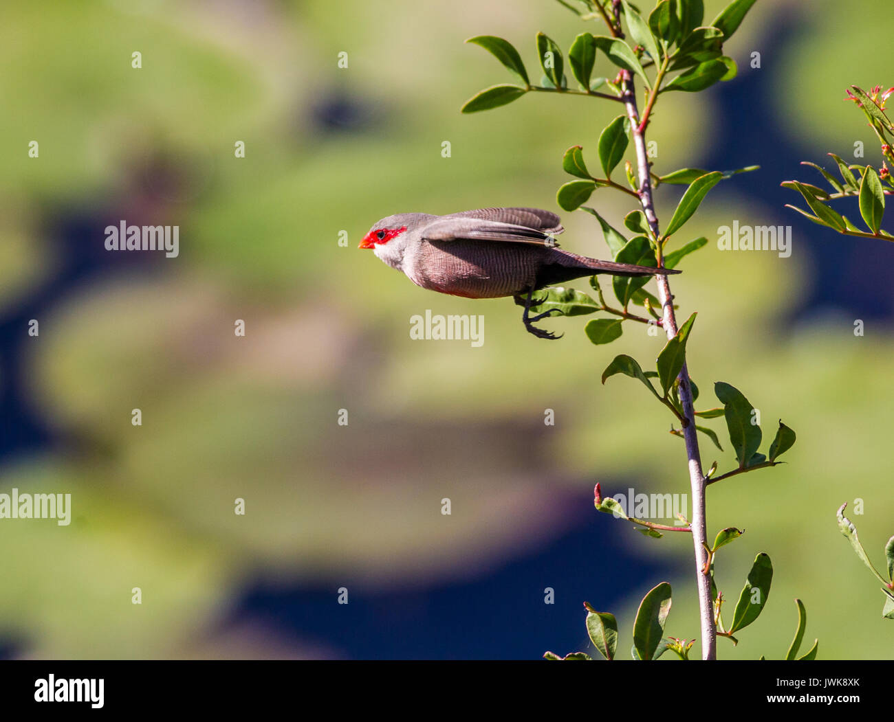 Common waxbill hi-res stock photography and images - Alamy