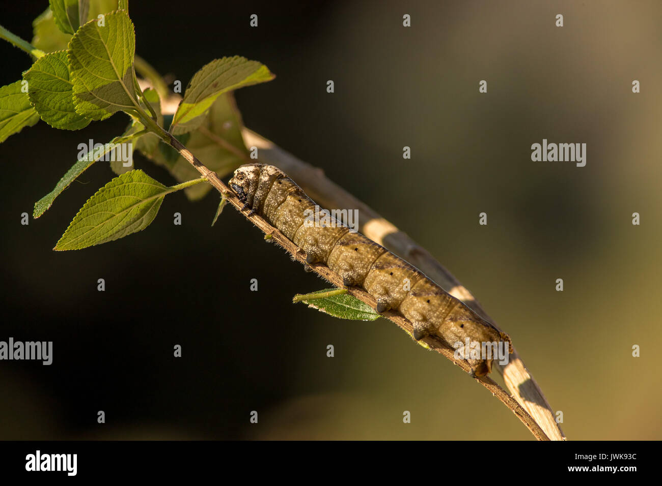 Convolvulus hawkmoth hi-res stock photography and images - Alamy