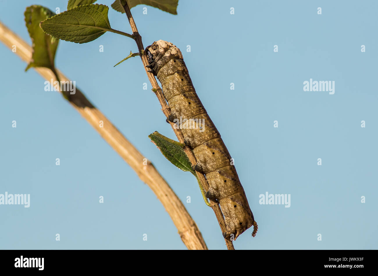 Convolvulus hawkmoth hi-res stock photography and images - Alamy
