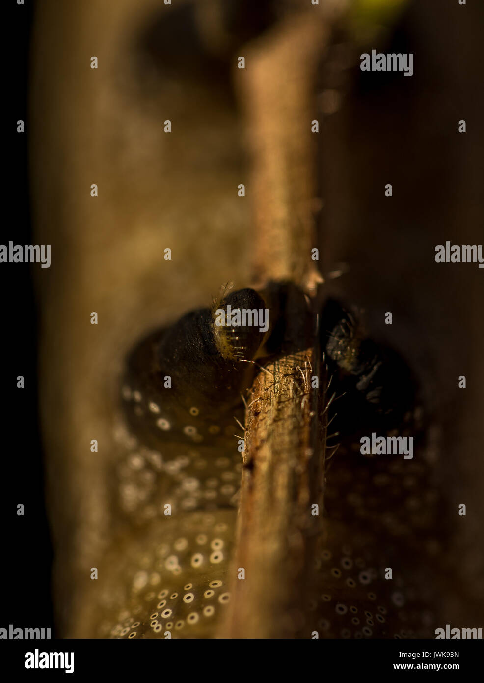 Convolvulus hawkmoth hi-res stock photography and images - Alamy