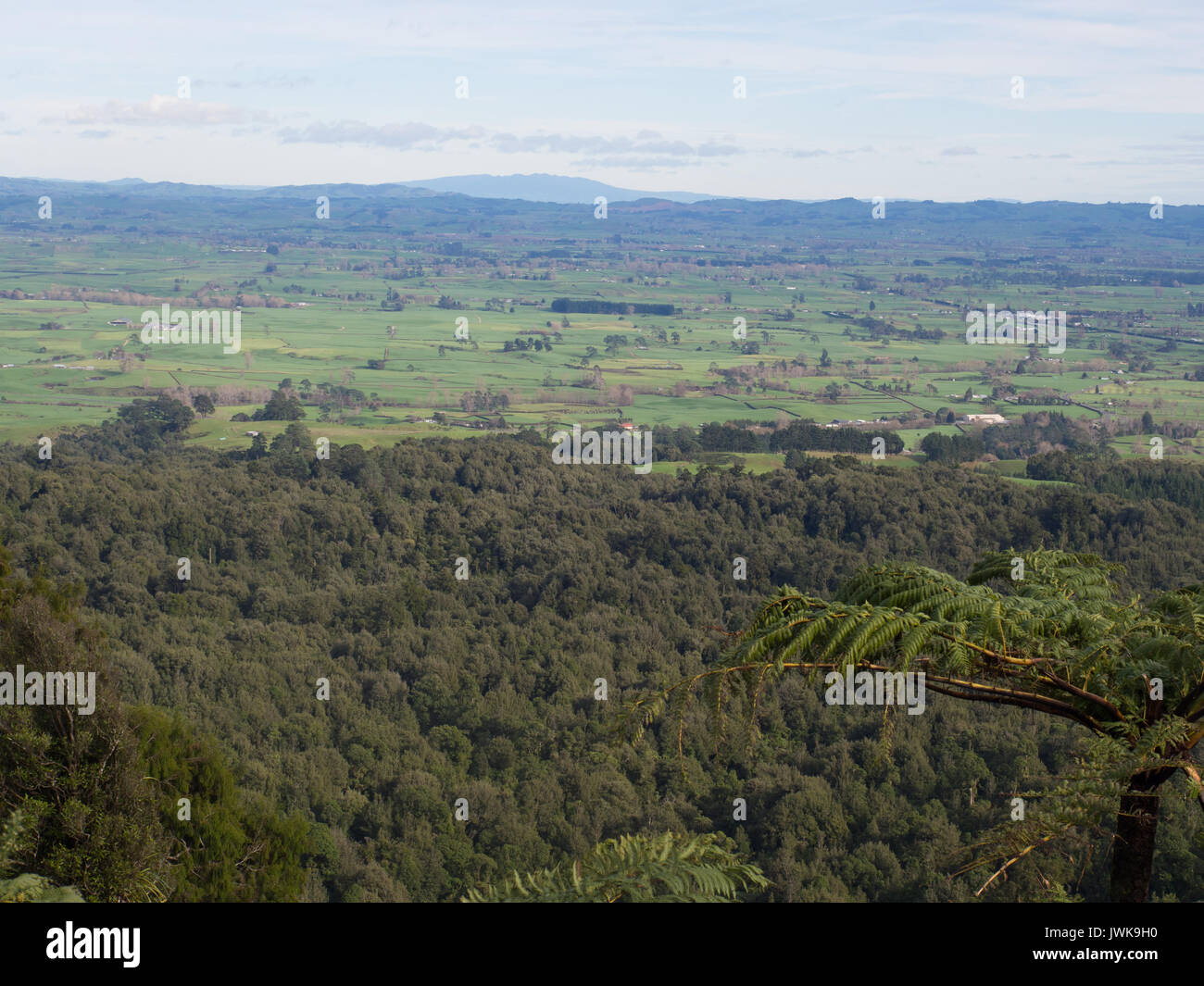 Kaimai Mamaku Forest Park Stock Photo - Alamy